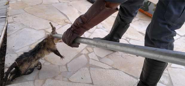 Bombeiros capturam saruê com cinco filhotes em residência de Montes ...