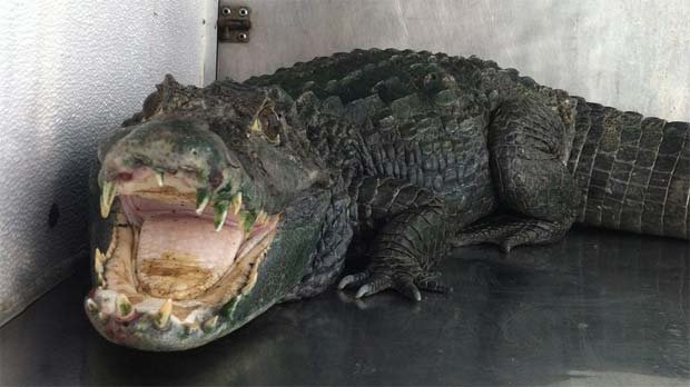 Policiais encontraram crocodilo guardando 34 quilos de maconha em casa ...