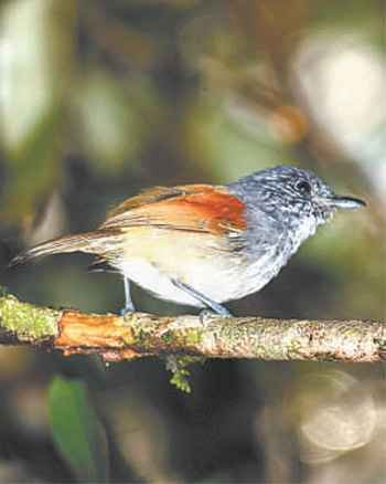 Aves da Mata Atlântica estão em situação de risco - Tecnologia - Estado ...
