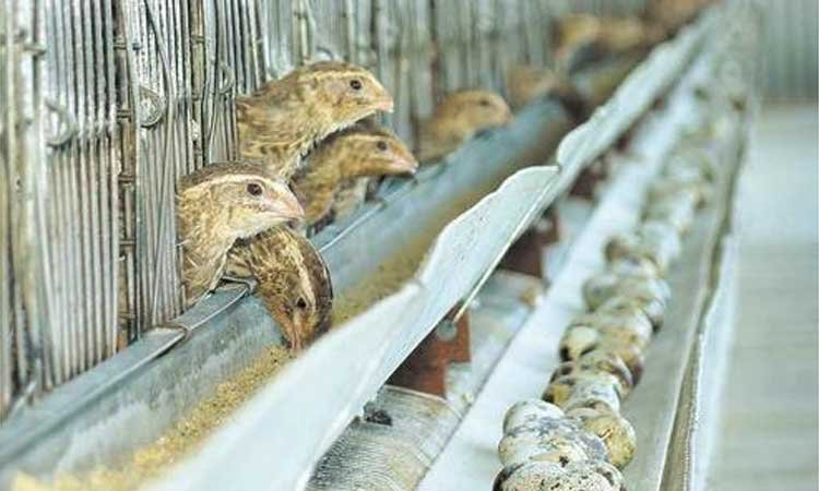 Ave delicada, codorna alcança estrelato em Minas - Agropecuário ...