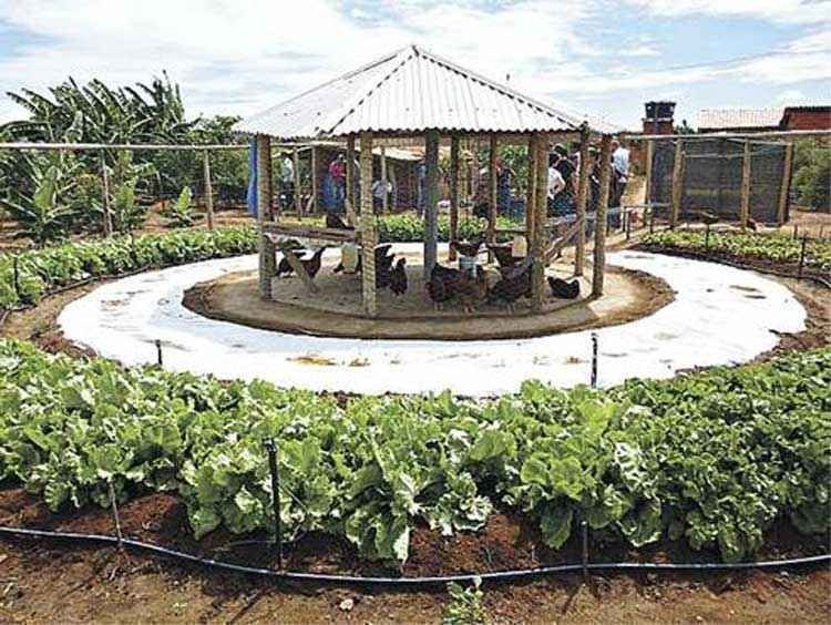 Horta circular sobrevive à seca no Norte de Minas - Agropecuário ...