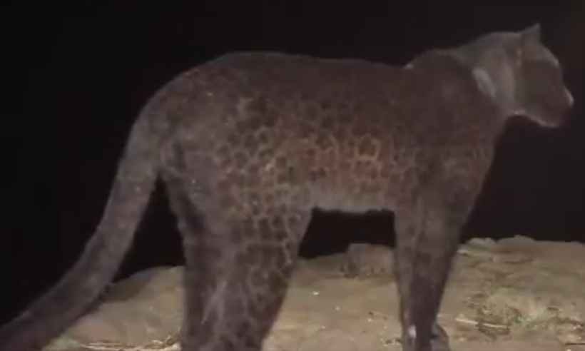 'Pantera negra' africana é fotografada pela primeira vez em um século ...