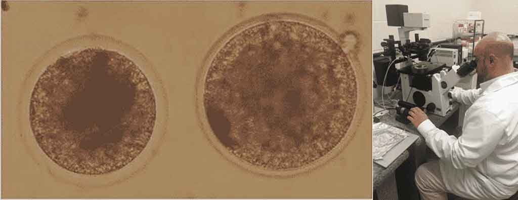 Sêmem raro possível no Brasil - Agropecuário - Estado de Minas